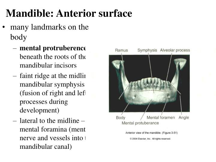 PPT - Anatomy of Skeletal Elements PowerPoint Presentation - ID:339277