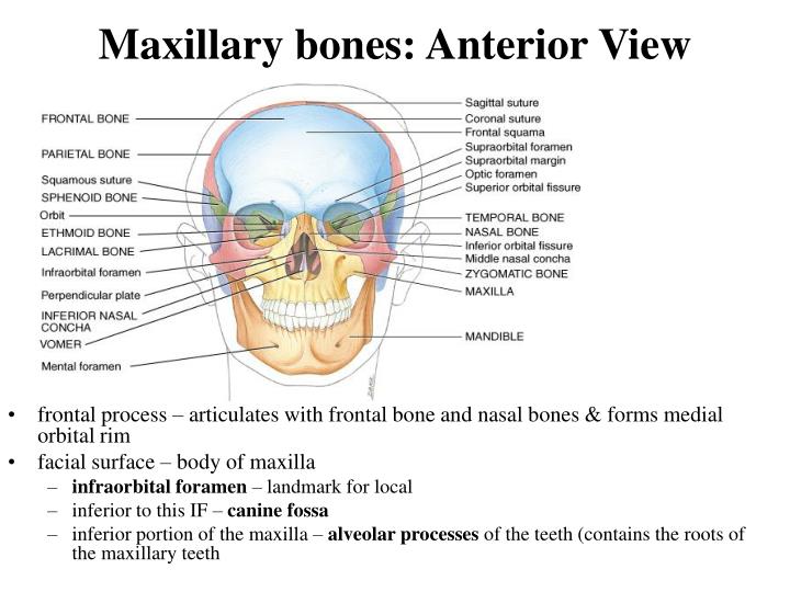 PPT - Anatomy of Skeletal Elements PowerPoint Presentation - ID:339277