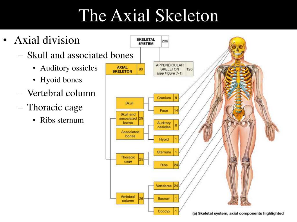 Axial Axial