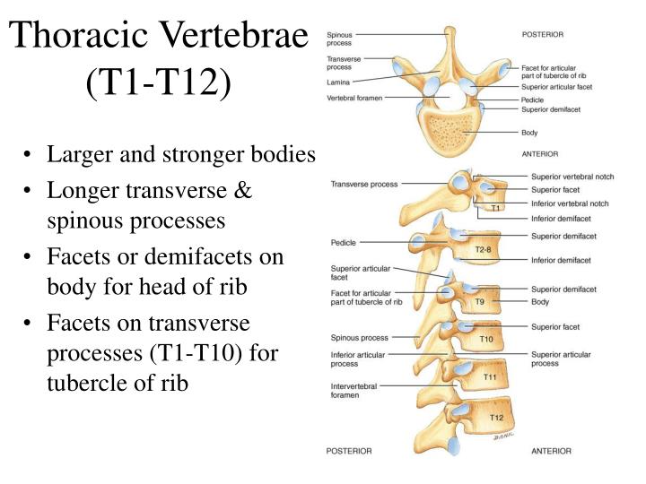 PPT - Anatomy of Skeletal Elements PowerPoint Presentation - ID:339277