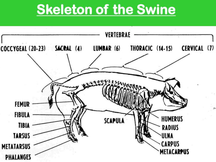 PPT - Comparative Skeletal Systems & External Anatomy of Livestock and ...