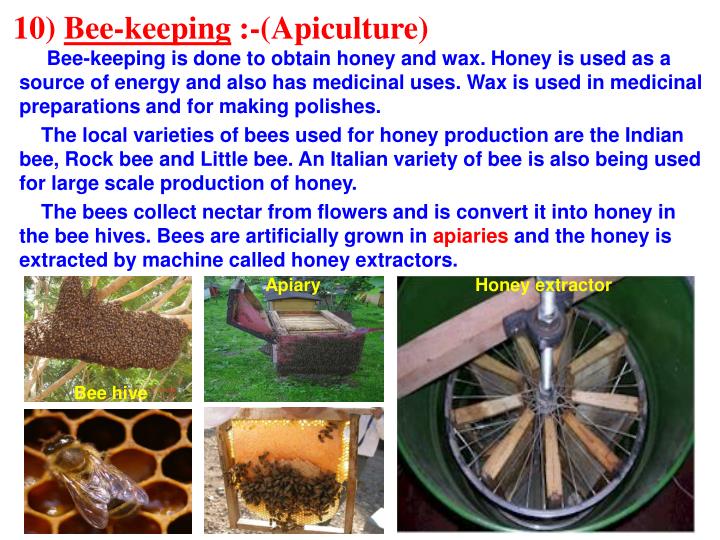 PPT - CHAPTER - 15 IMPROVEMENT IN FOOD RESOURCES PowerPoint ...