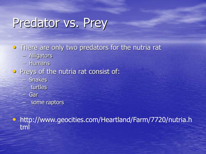 PPT - Nutria Rat PowerPoint Presentation - ID:343580