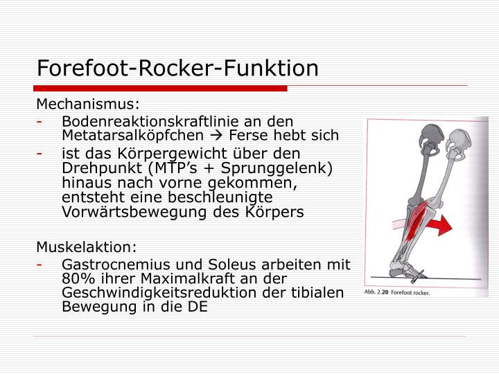 PPT - Ganganalyse in der Physiotherapie PowerPoint Presentation - ID:343776