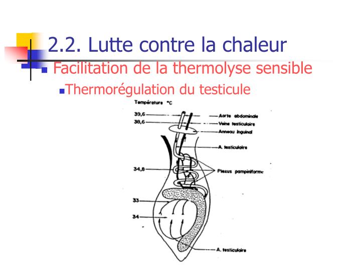 PPT - La thermorégulation PowerPoint Presentation - ID:344250