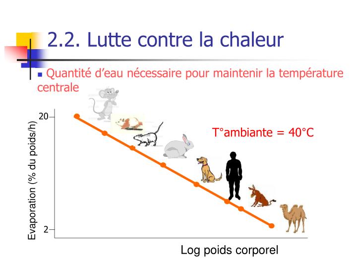 PPT - La thermorégulation PowerPoint Presentation - ID:344250