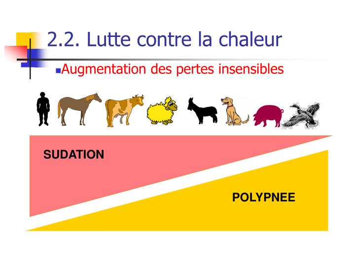 PPT - La thermorégulation PowerPoint Presentation - ID:344250