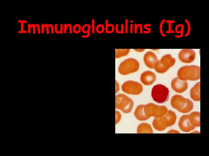 PPT - Immunoglobulins (Ig) PowerPoint Presentation, free download - ID ...