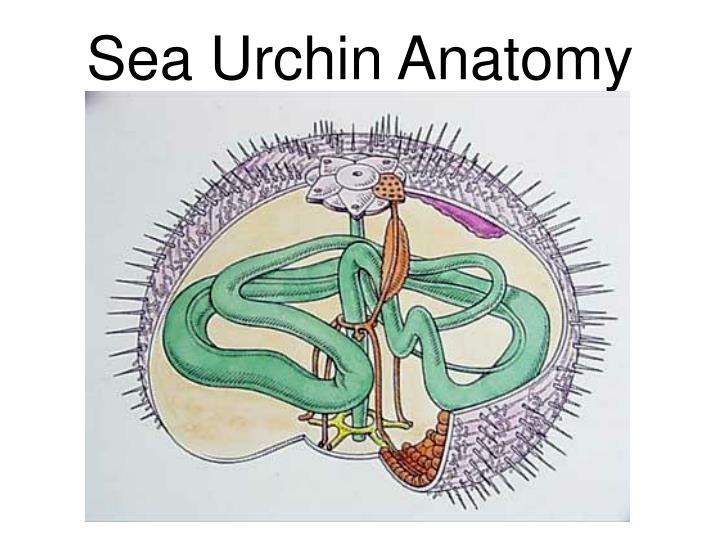 PPT - Echinoderms PowerPoint Presentation - ID:34482