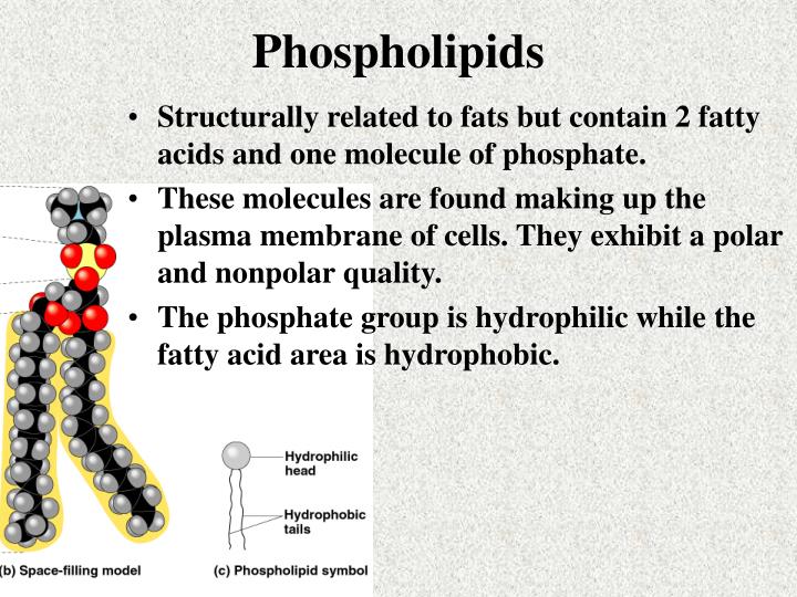 PPT - Structure and Function of Macromolecules PowerPoint Presentation ...