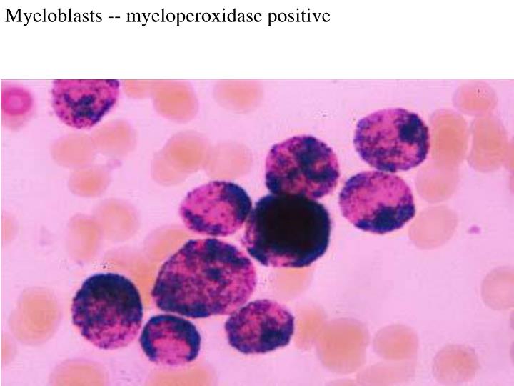 PPT - Normal Red Blood Cells - Peripheral Blood Smear PowerPoint ...