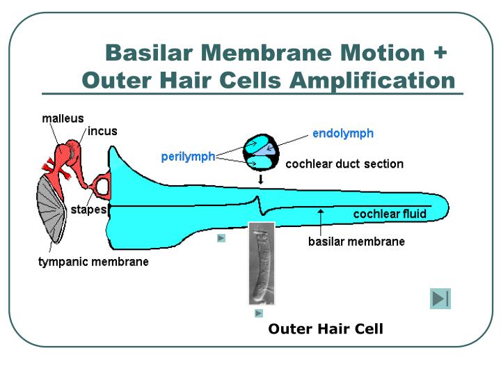 PPT - Simulation of a Cochlear Model as a Descriptive Tool for Normal ...
