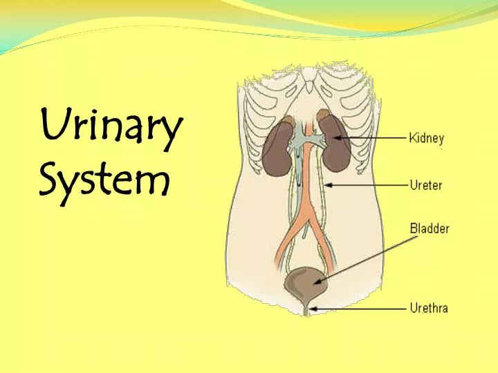 PPT - Urinary System PowerPoint Presentation, free download - ID:350049