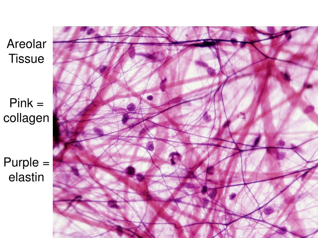 Areolar Tissue Slide