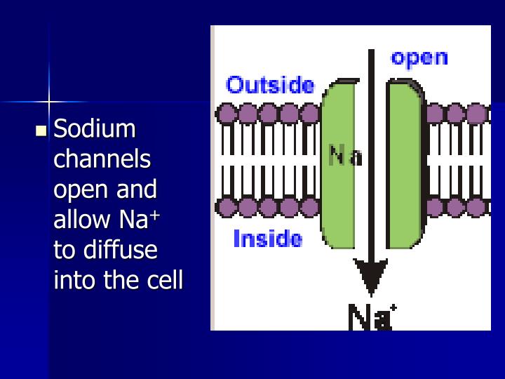 PPT - Neuron Physiology PowerPoint Presentation - ID:351258