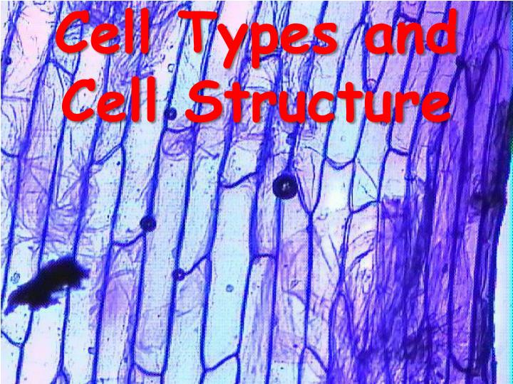 PPT - Cell Types and Cell Structure PowerPoint Presentation, free ...