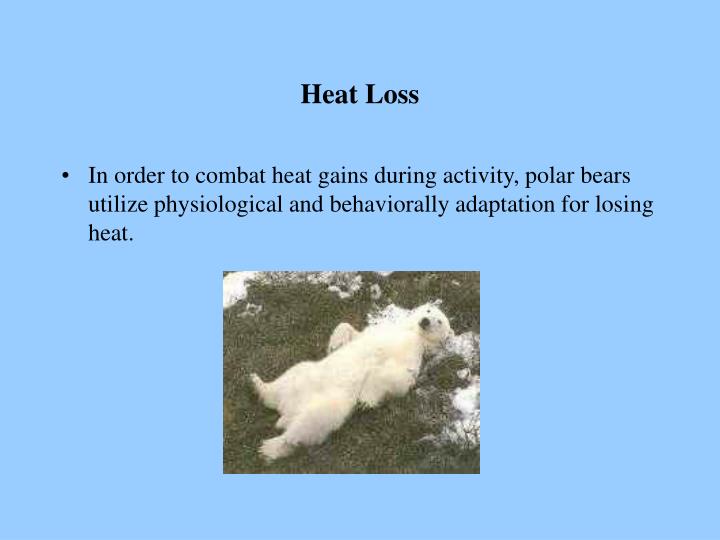 PPT - Thermoregulation of the Polar Bear Ursus maritimus PowerPoint ...