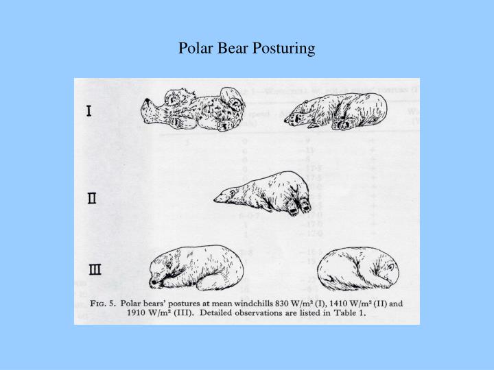 PPT - Thermoregulation of the Polar Bear Ursus maritimus PowerPoint ...