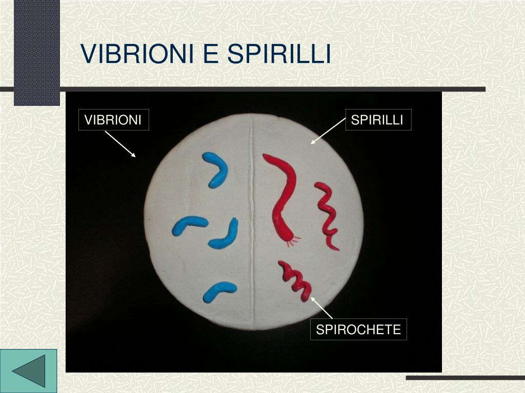 PPT - I BATTERI DEL TERRENO Piano ISS Insegnare Scienze Sperimentali ...