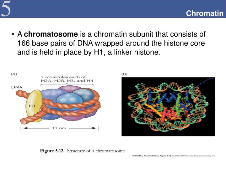 PPT - The Organization of Cellular Genomes Complexity of Genomes ...
