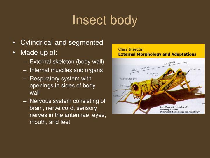 PPT - Pest Management PowerPoint Presentation - ID:354081