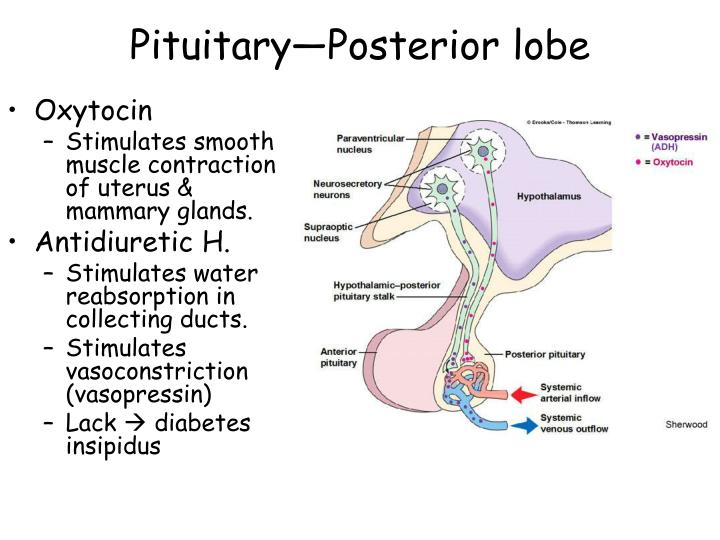 Posterior Pituitary