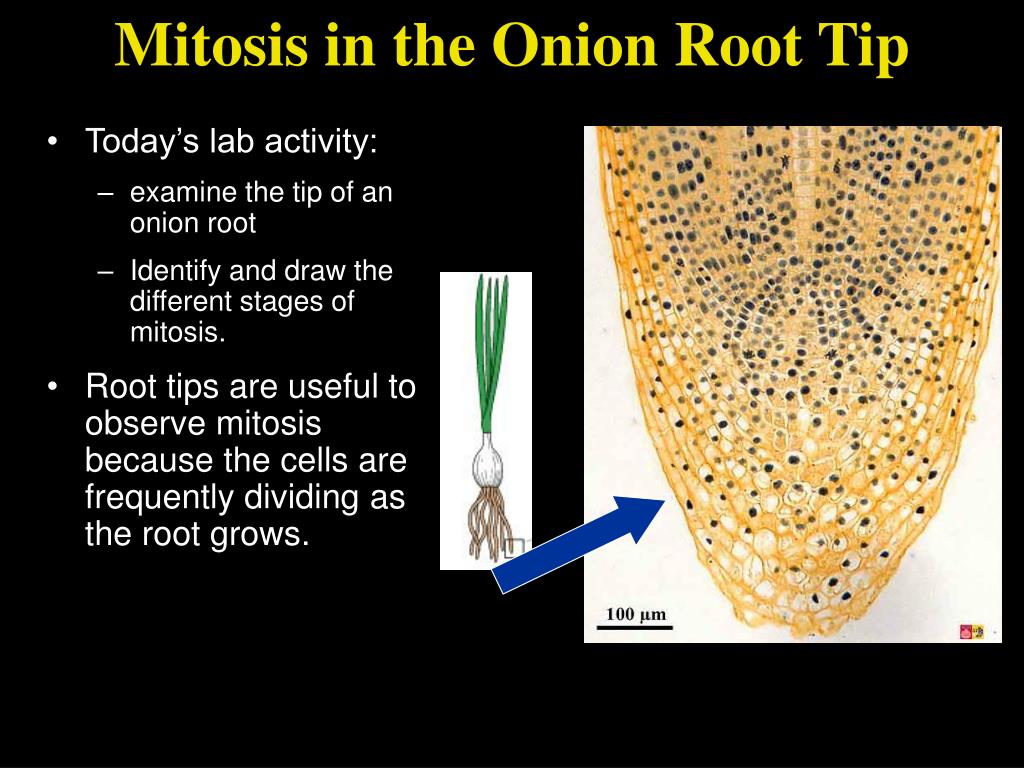 PPT Cell Division In The Onion Root Tip PowerPoint Presentation Free PPT Cell Division In The Onion Root Tip PowerPoint Presentation Free