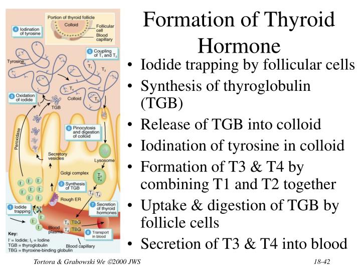 PPT - Chapter 18 The Endocrine System PowerPoint Presentation - ID:354920