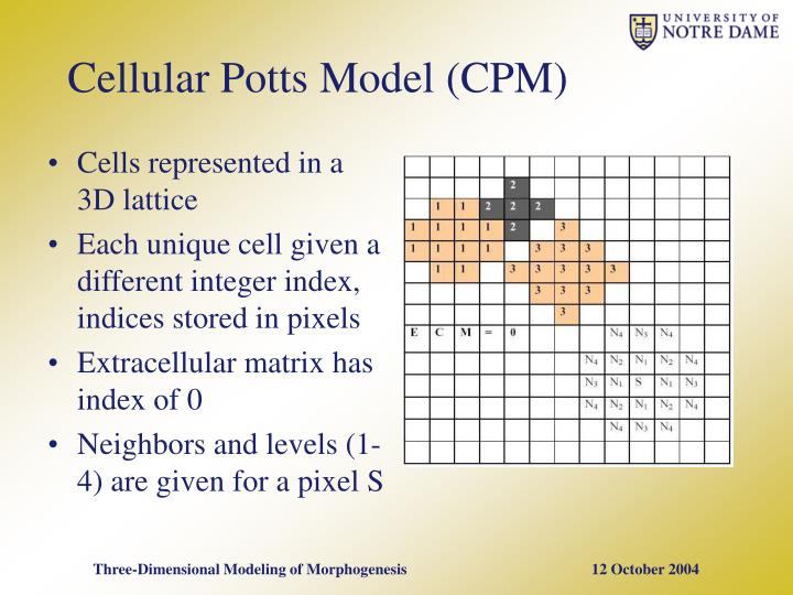 PPT - Three-Dimensional Simulation of Morphogenesis PowerPoint ...