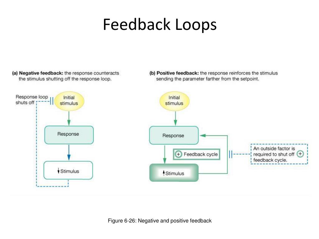 Difference Between Positive And Negative Feedback Loops Atommyte