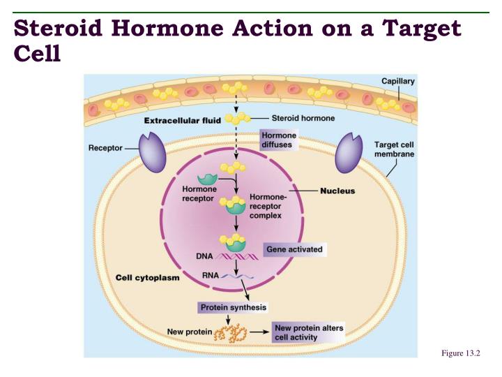 PPT - Endocrine System PowerPoint Presentation - ID:355471