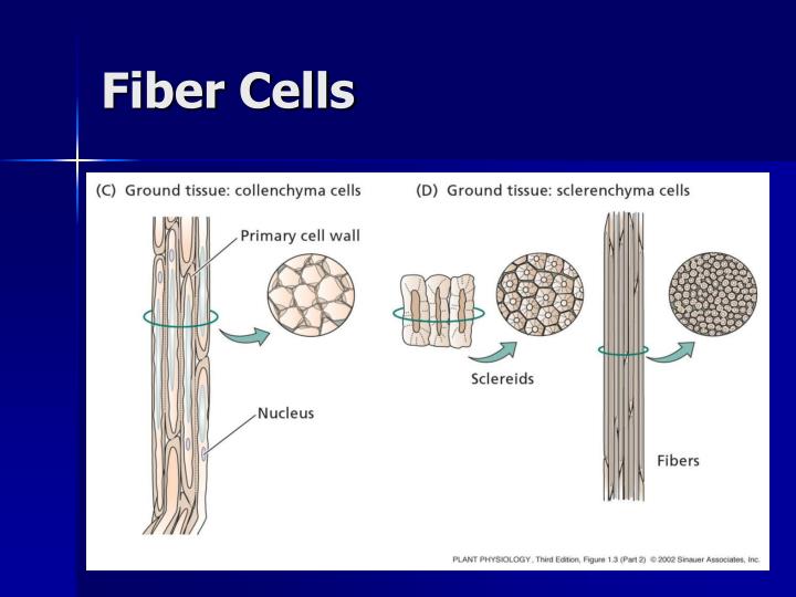 PPT - Vegetative Structure PowerPoint Presentation - ID:355665