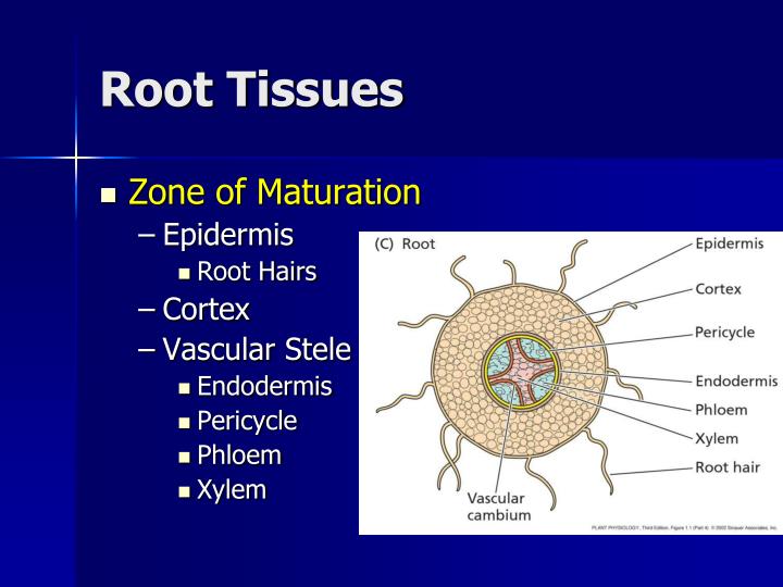 PPT - Vegetative Structure PowerPoint Presentation - ID:355665