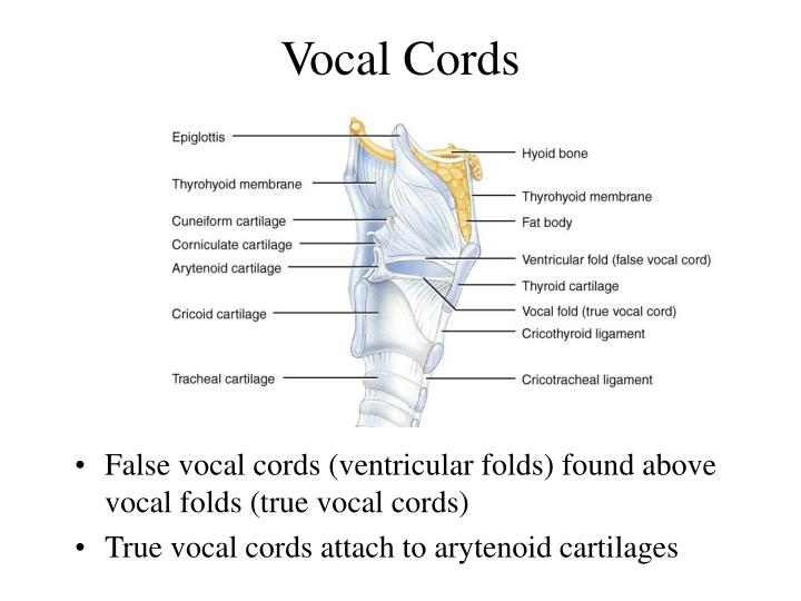 PPT - Chapter 23 The Respiratory System PowerPoint Presentation - ID:356171