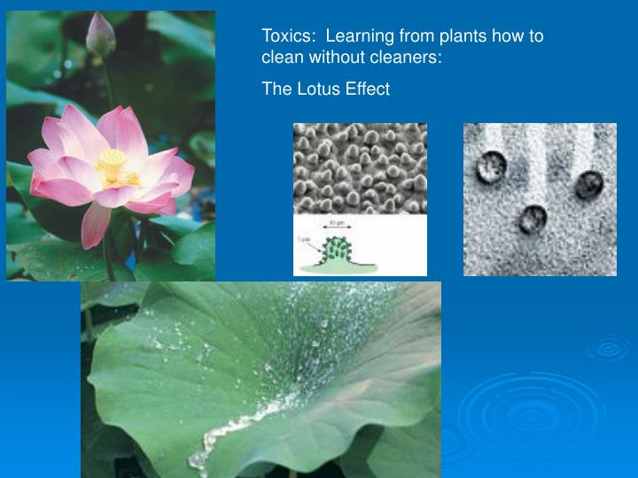 PPT - BIOMIMICRY Nature as Model, Measure, and Mentor PowerPoint ...