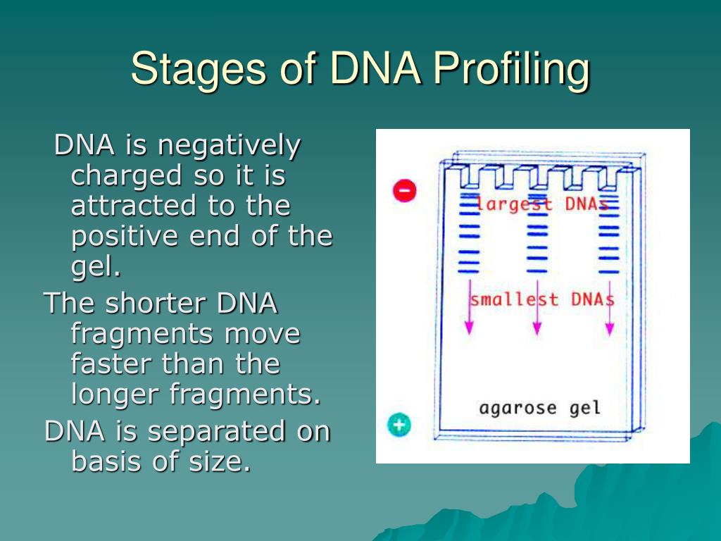 PPT - DNA Profiling PowerPoint Presentation, free download - ID:356737 PPT - DNA Profiling PowerPoint Presentation, free download - ID:356737