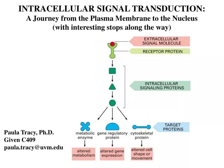 PPT - INTRACELLULAR SIGNAL TRANSDUCTION: A Journey from the Plasma ...