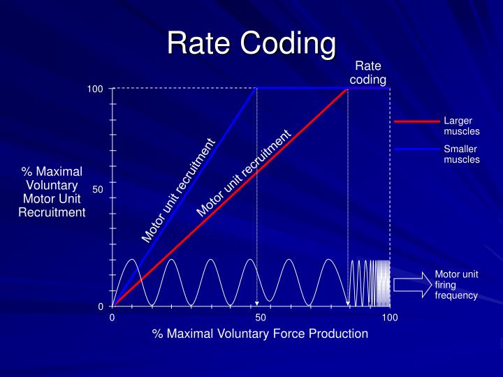 PPT - Motor Function and the Motor Unit PowerPoint Presentation - ID:357225