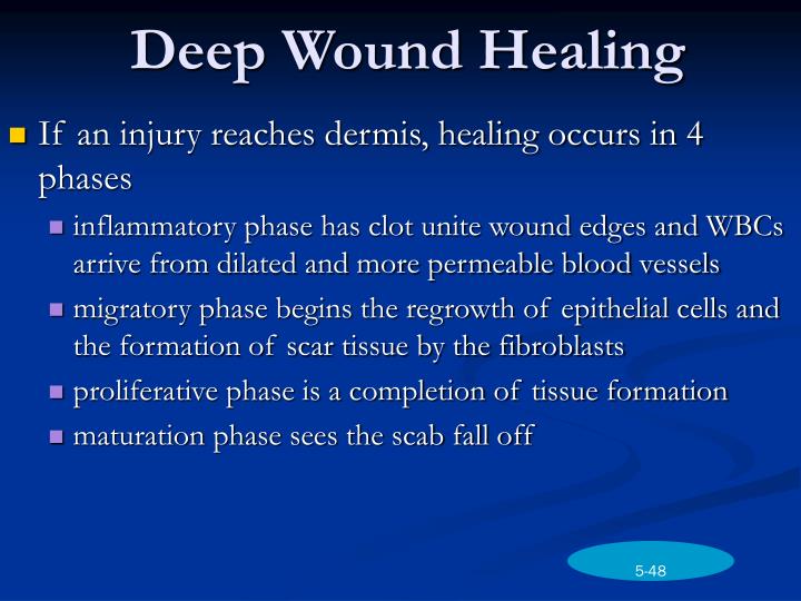 PPT - The Integumentary System PowerPoint Presentation - ID:357757