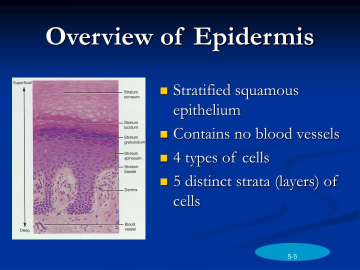 PPT - The Integumentary System PowerPoint Presentation - ID:357757