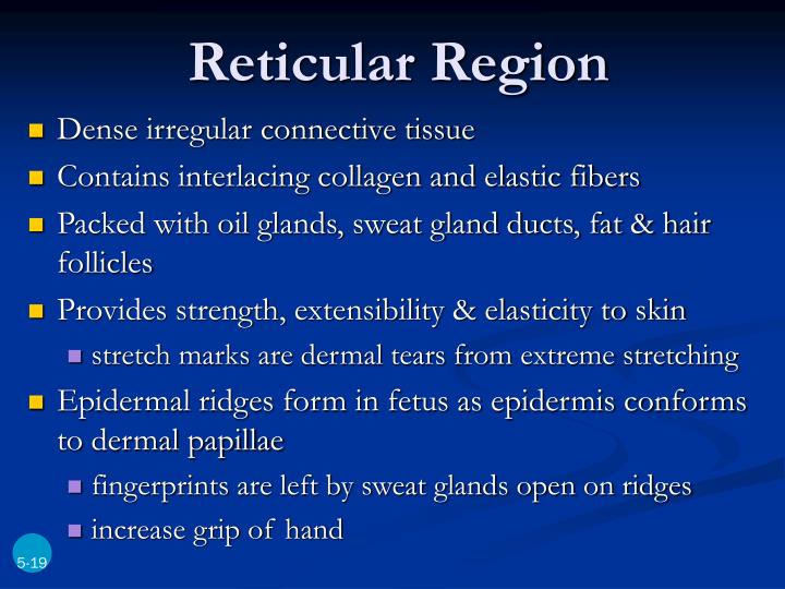 PPT - The Integumentary System PowerPoint Presentation - ID:357757