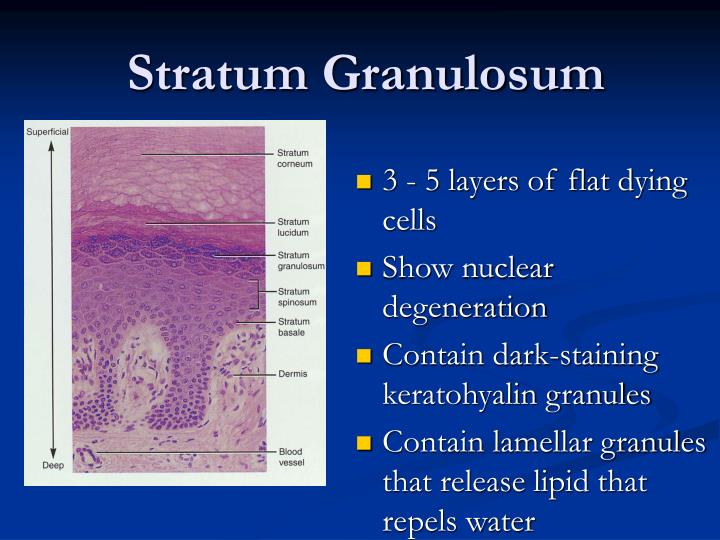PPT - The Integumentary System PowerPoint Presentation - ID:357757