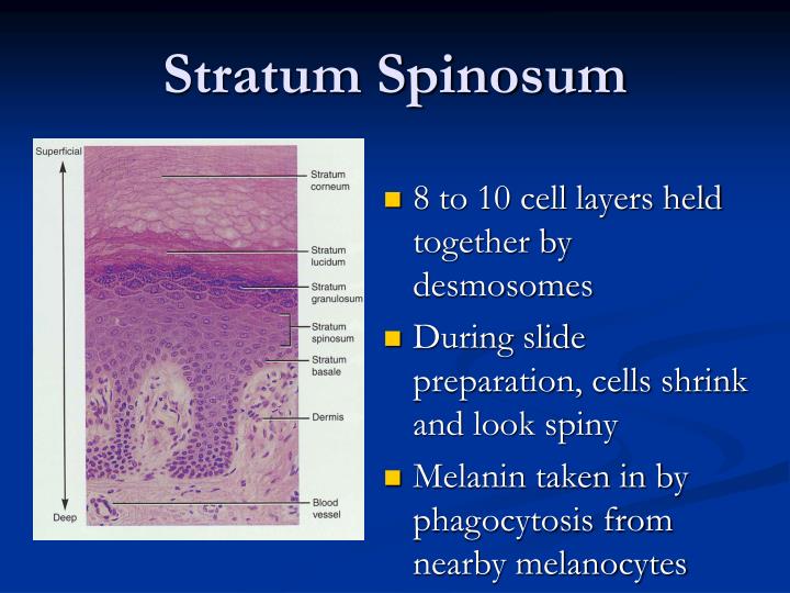 PPT - The Integumentary System PowerPoint Presentation - ID:357757