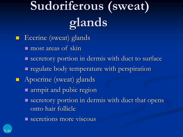 PPT - The Integumentary System PowerPoint Presentation - ID:357757