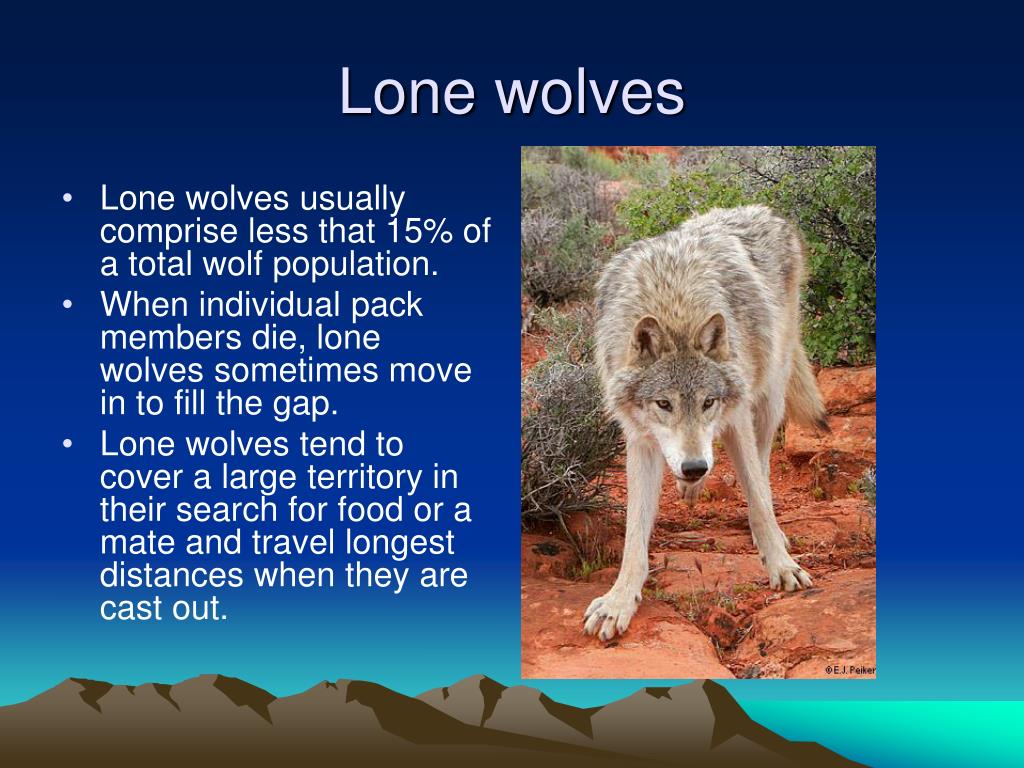 Ppt Wolf Presentation Powerpoint Presentation Free Download Id 359082