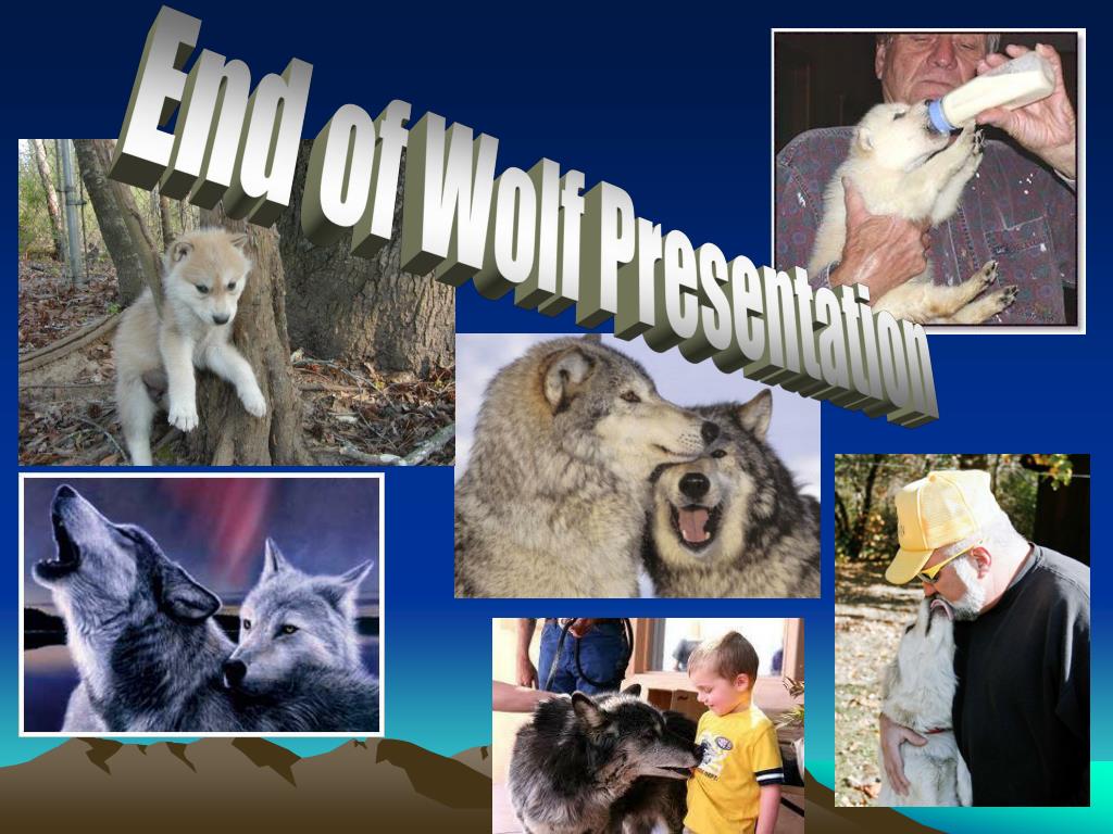 Ppt Wolf Presentation Powerpoint Presentation Free Download Id 359082