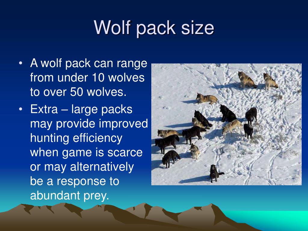 Ppt Wolf Presentation Powerpoint Presentation Free Download Id 359082