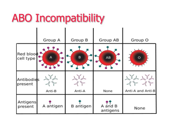 PPT - Maternal History PowerPoint Presentation - ID:359526