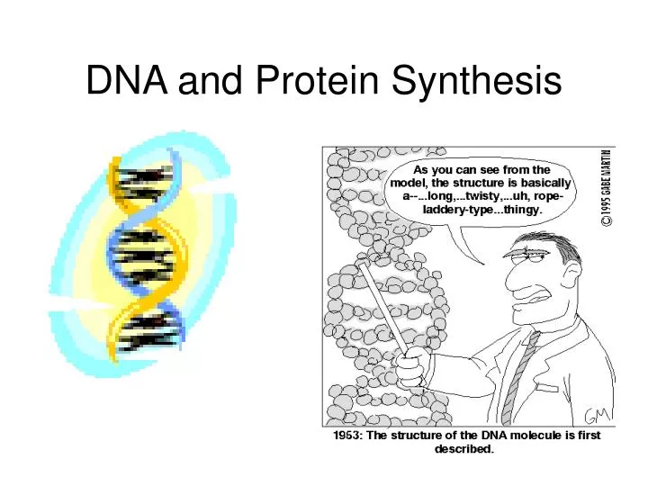 PPT - DNA and Protein Synthesis PowerPoint Presentation, free download ...