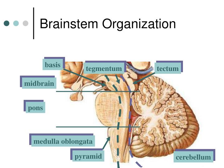 PPT - Brainstem I PowerPoint Presentation - ID:359758